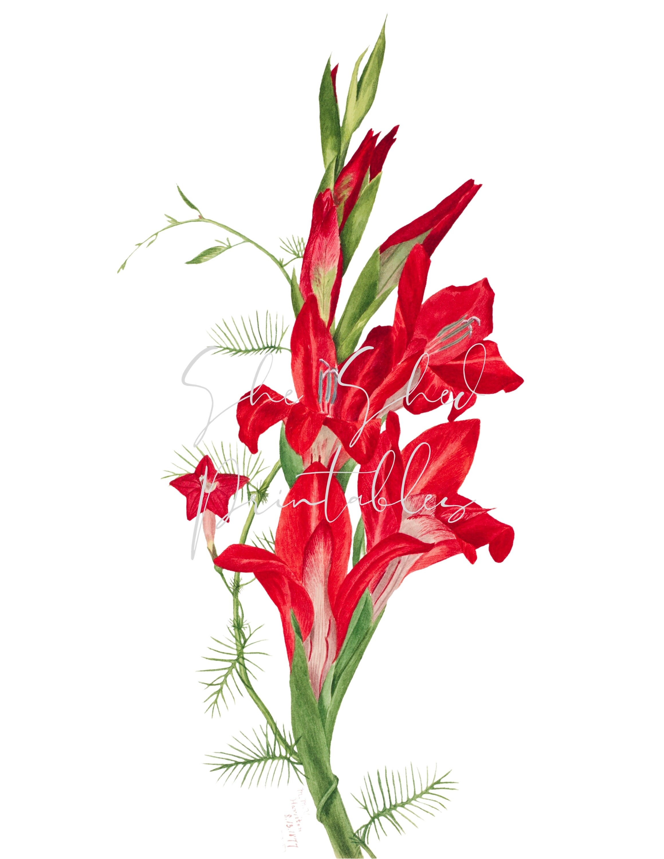 Cypress Flower Drawing