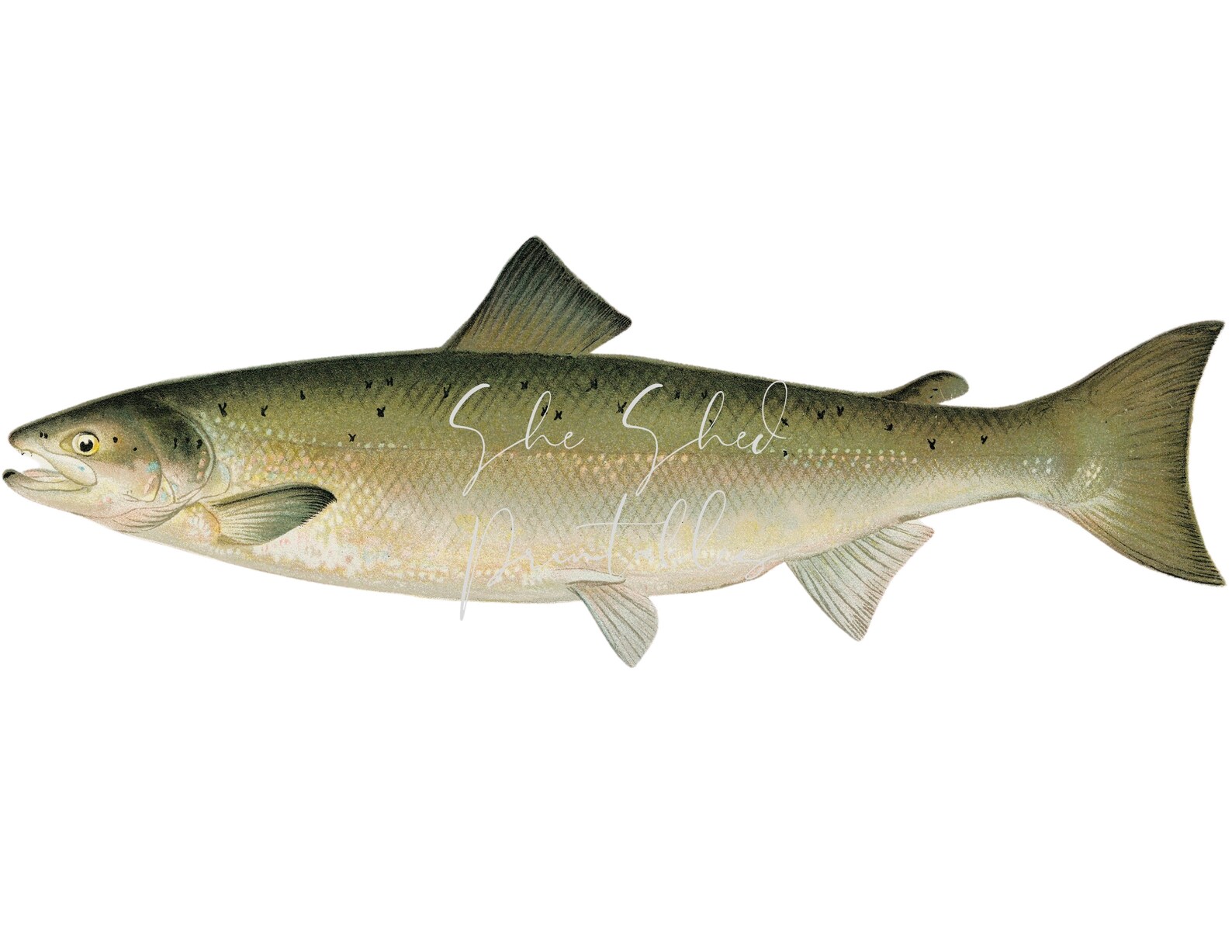 Atlantic Salmon Digital Download, Vintage, DIY Crafts, Clipart ...