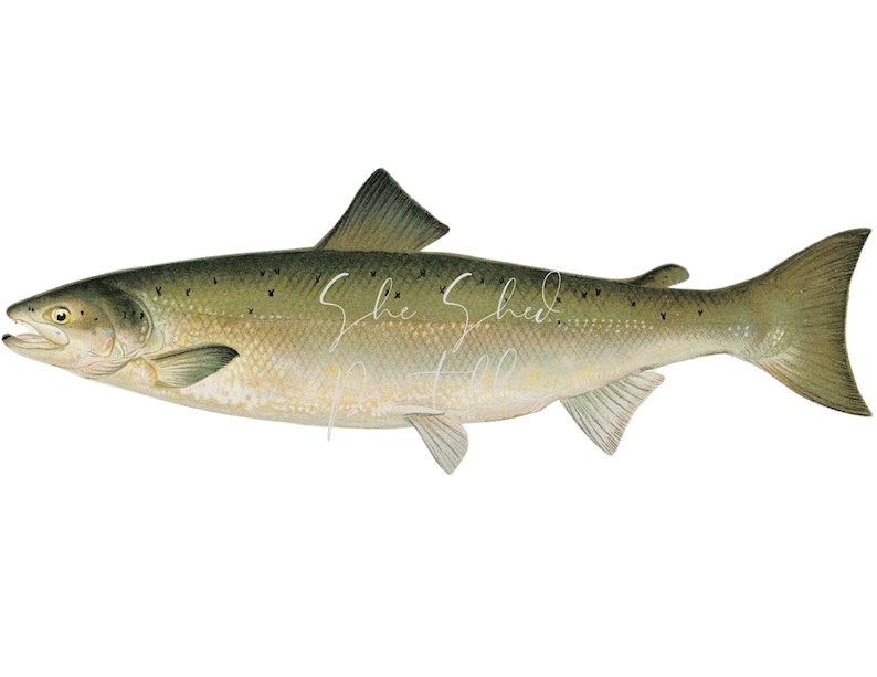 Atlantic Salmon Digital Download Vintage DIY Crafts | Etsy