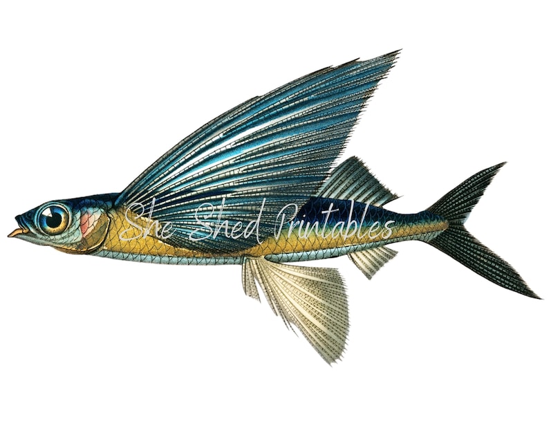 Stropical Two Wing Flying Fish exocoetus Volitan Digital Download ...
