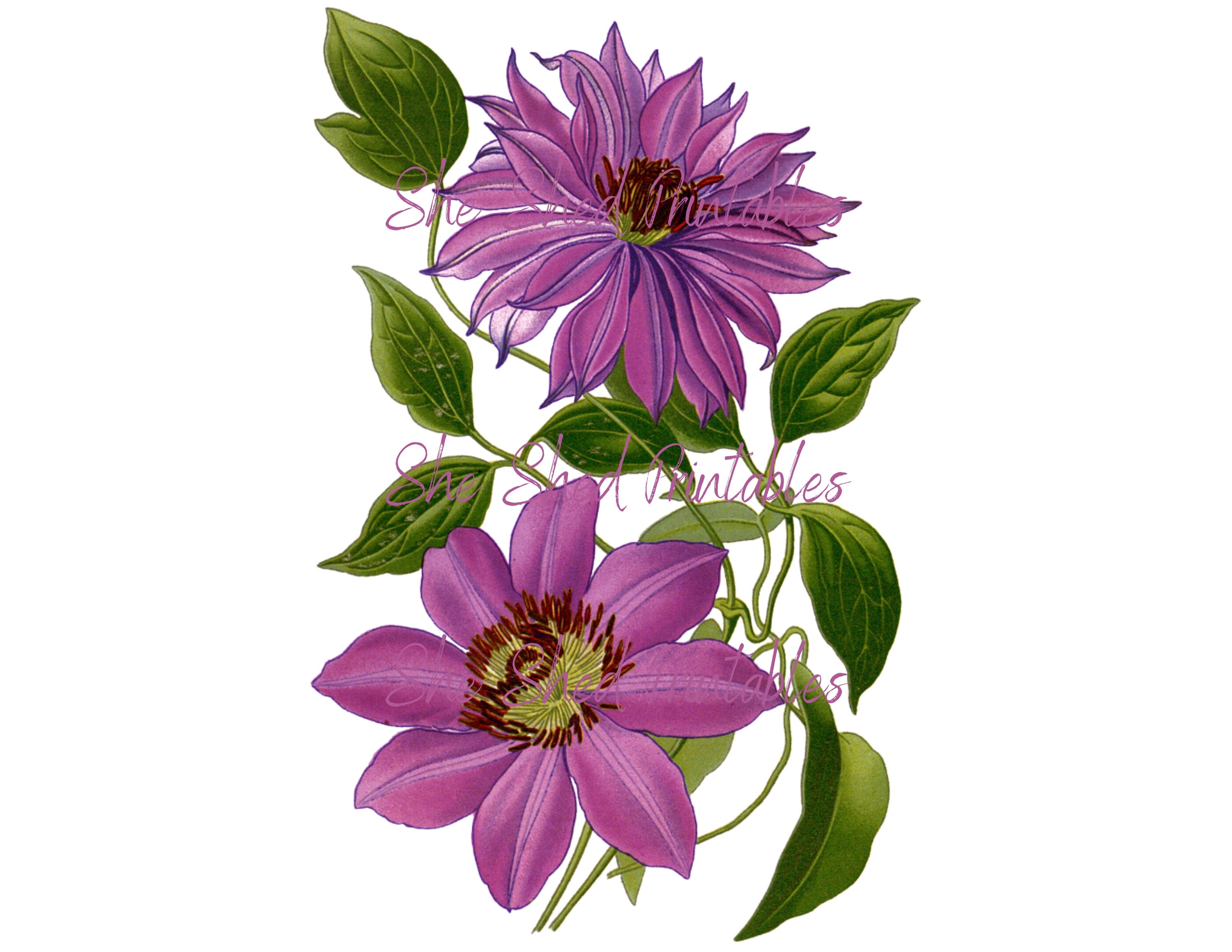 Clematis Digital Download, Vintage, DIY Crafts, Flower Design, Blossom ...