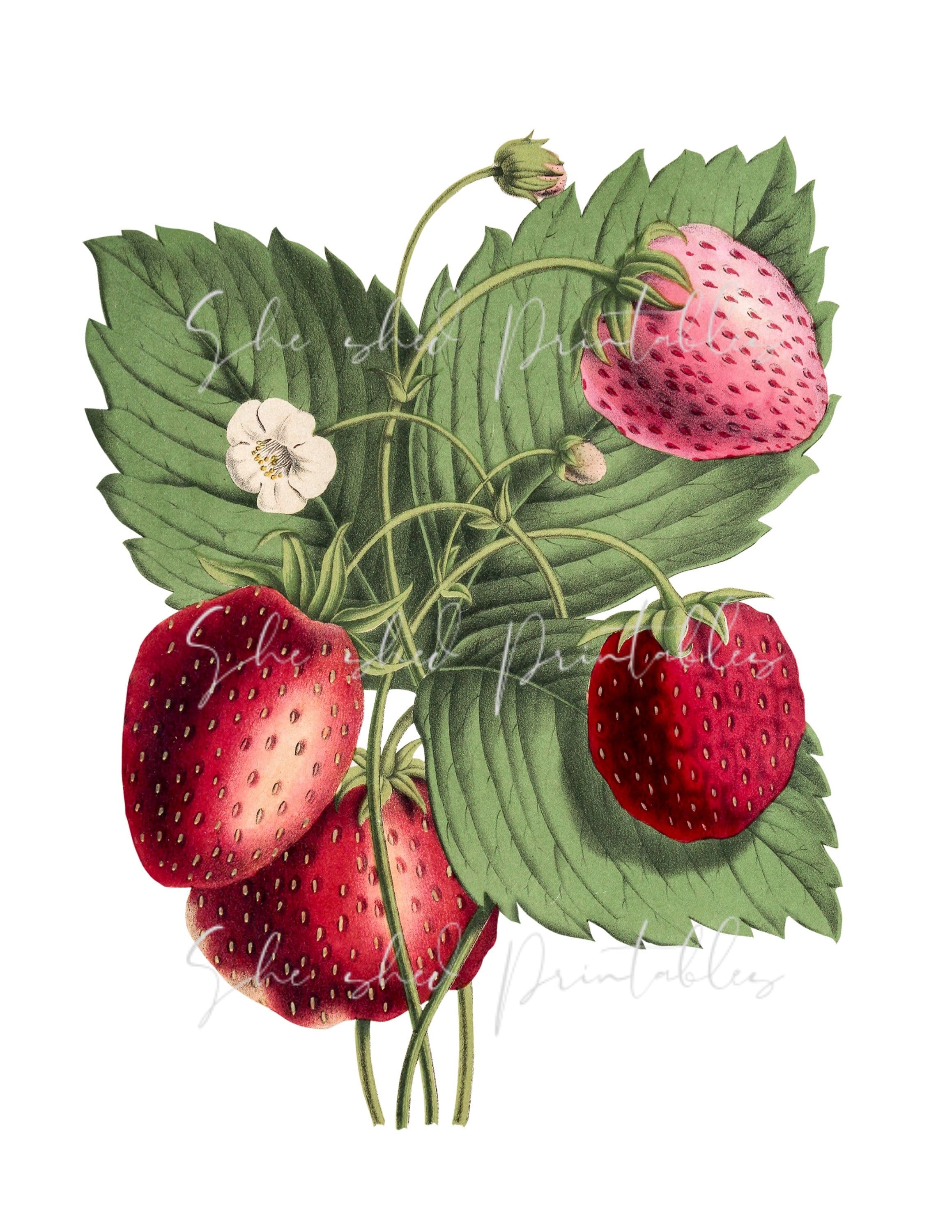 Hand Drawn Strawberry Digital Download Vintage Clipart DIY - Etsy