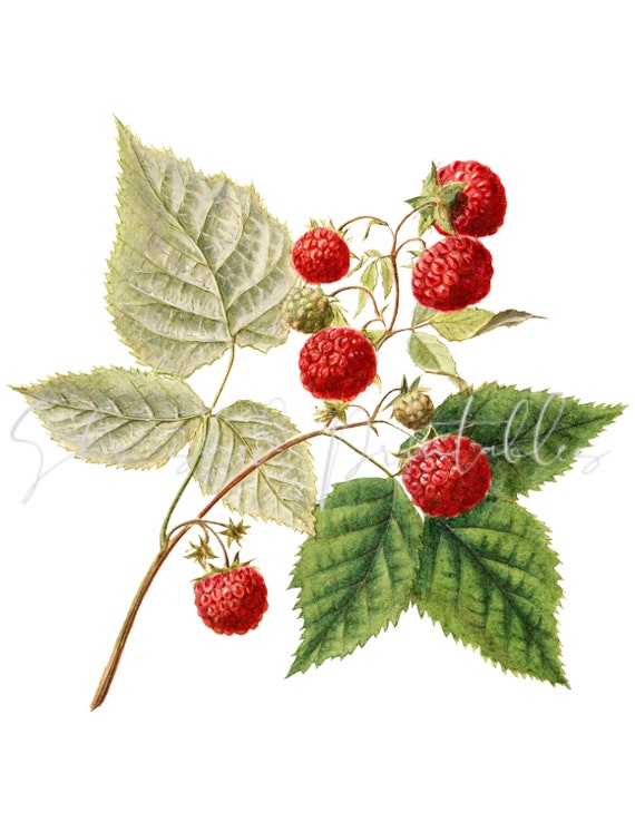 Raspberry Illustration Vintage