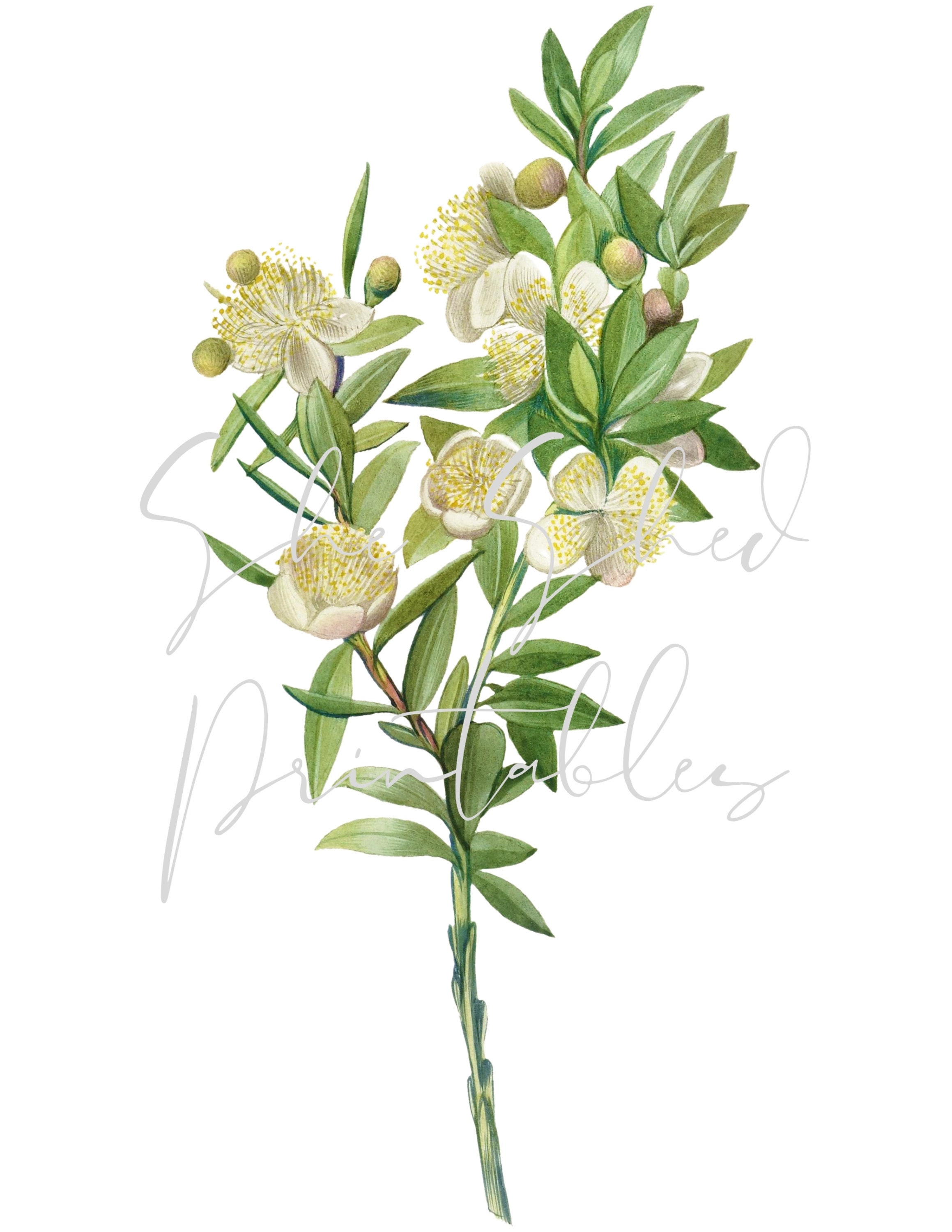 Myrtle Branch Illustration Digital Image, Download, Vintage 1800's DIY ...