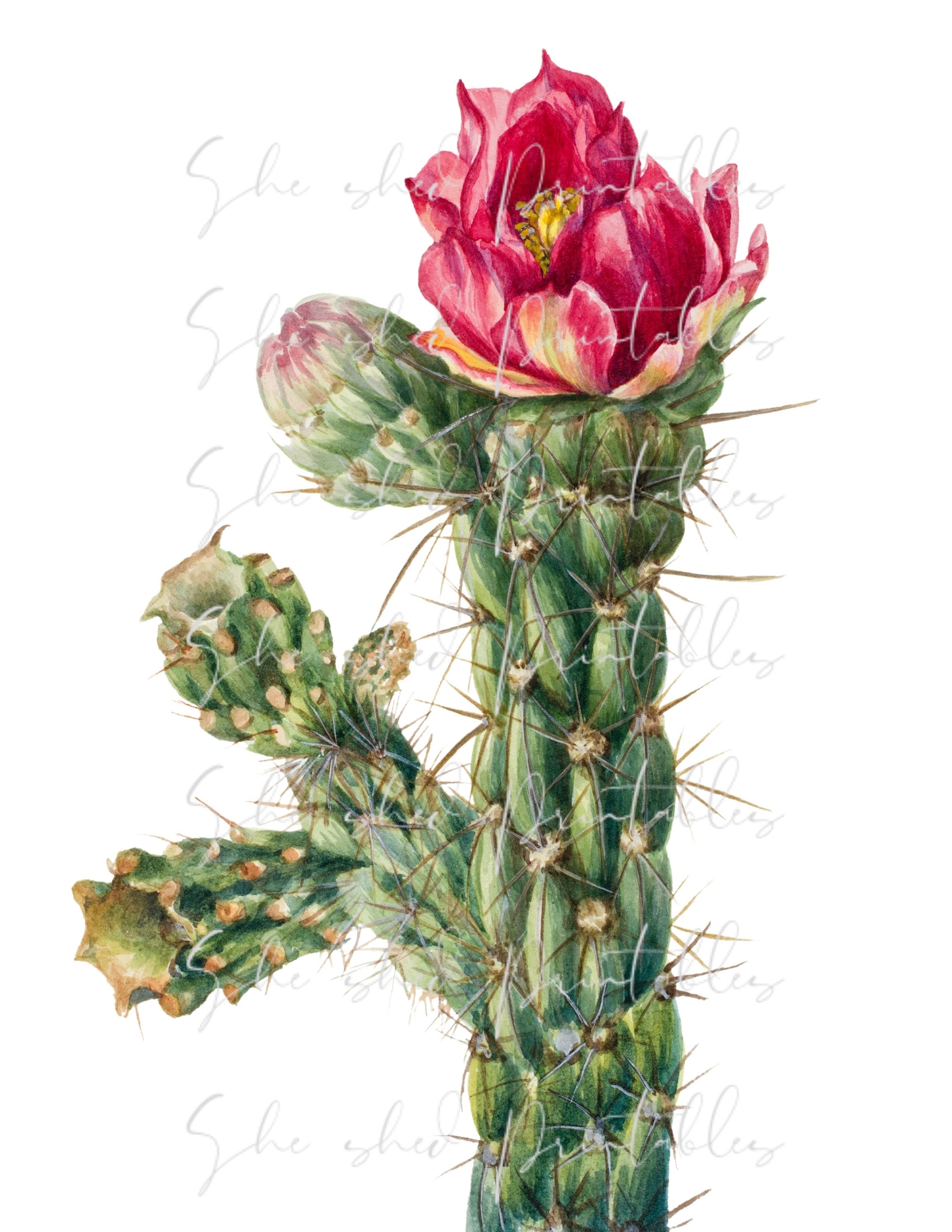 Walkingstick Cholla Cactus Botanical Digital Download | Etsy