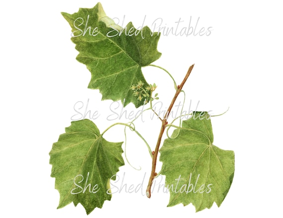 Grape Leaves Digital Download Image Vintage Clipart DIY - Etsy