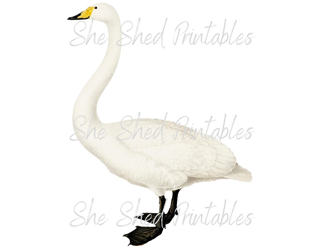 Early 1900's Whooper Swan Illustration Instant Download, Digital Image ...