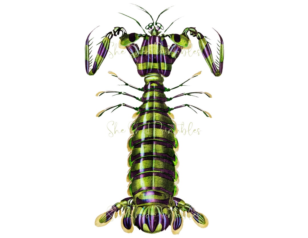 Giant Mantis Shrimp Illustration Digital Download, 18th Century ...