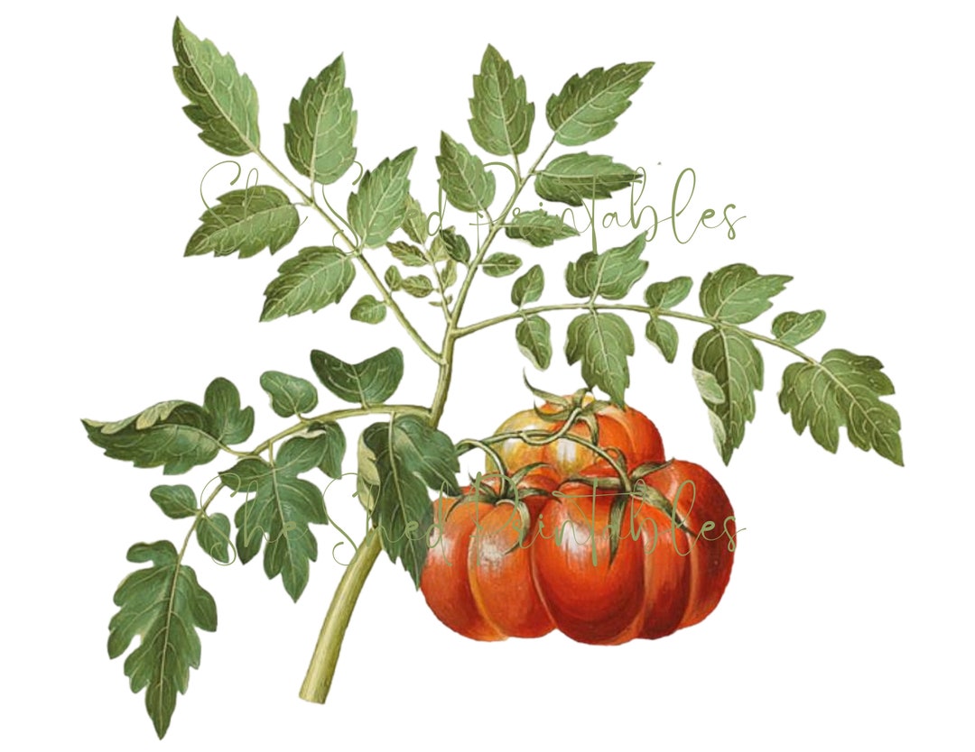 Tomato Digital Download, Vintage, Clipart, DIY Crafts, Food, PNG, JPG ...