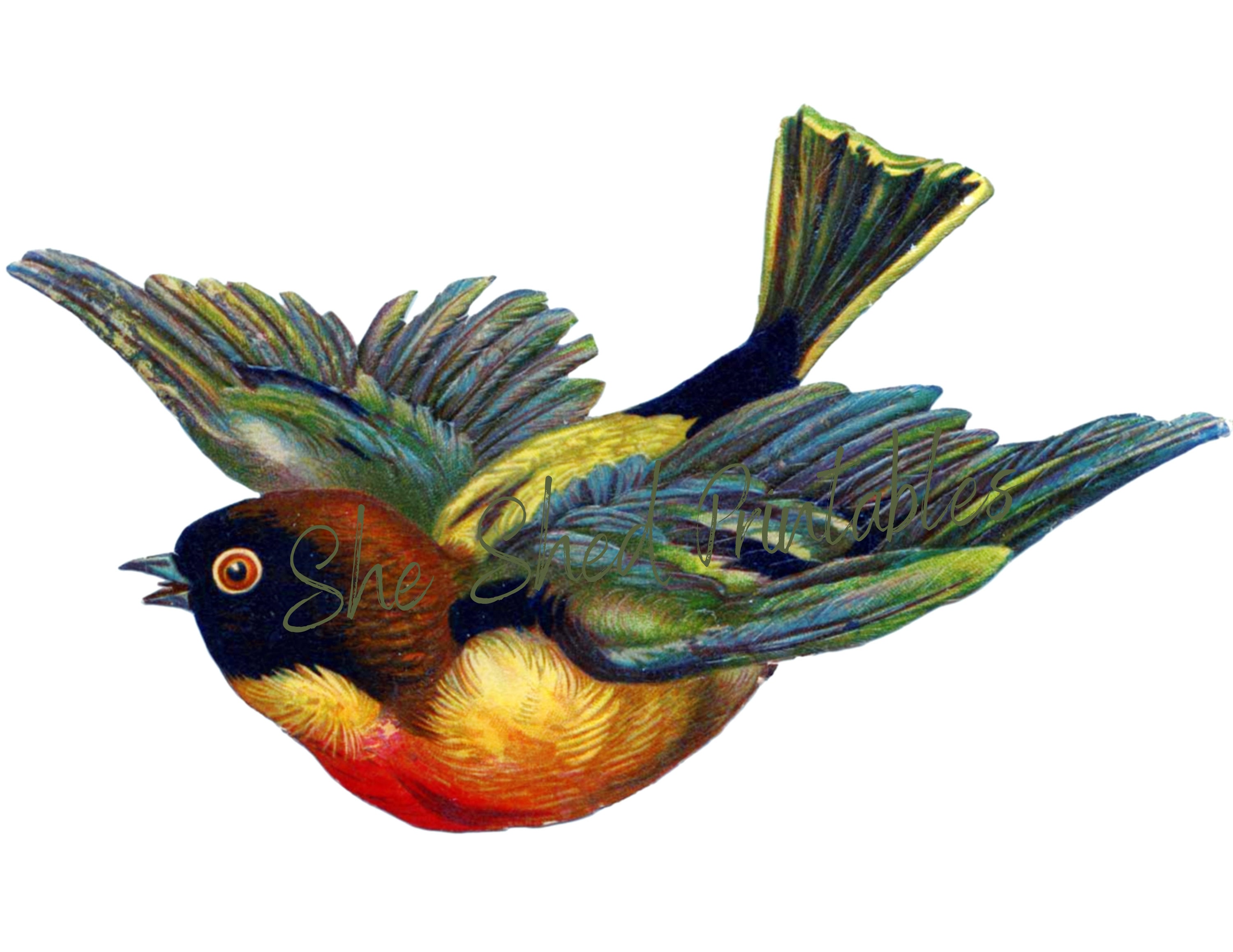 Vintage Bird Illustration Public Domain