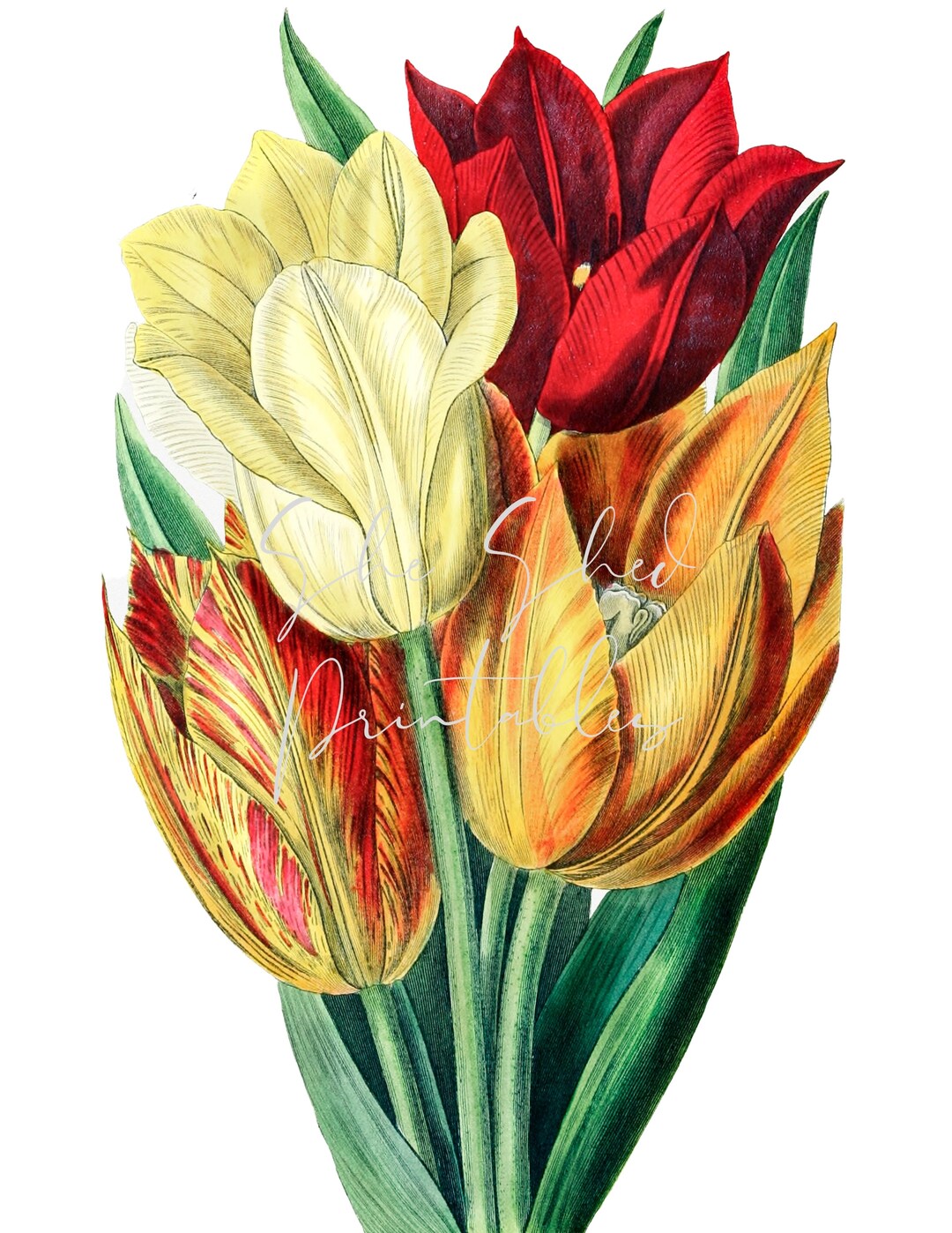 Single Tulip Digital Download, Vintage, DIY Crafts, Flower Design ...