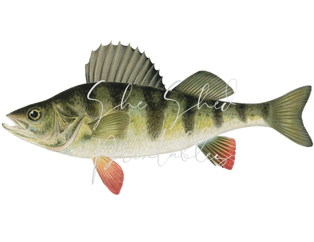 Yellow or Barred Perch Digital Download, Vintage, DIY Crafts, Clipart ...