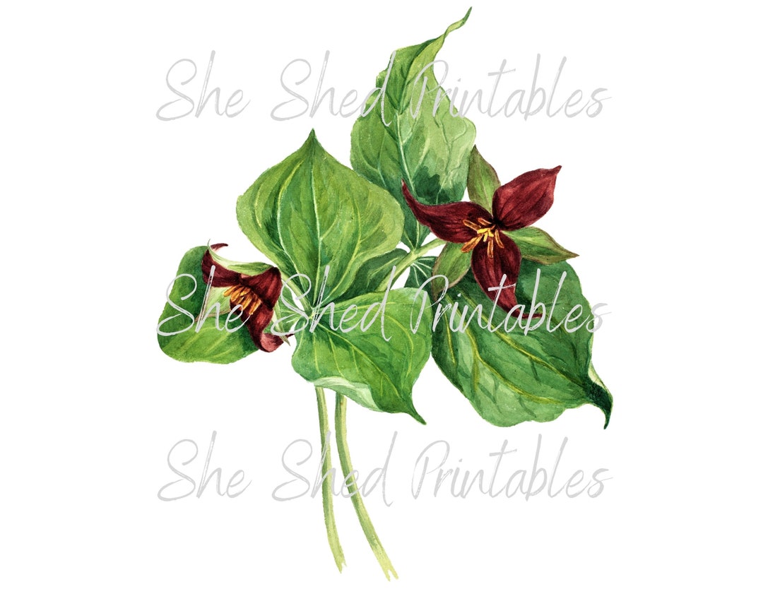 Red Trillium Digital Download, Instant Download, Vintage, Clipart, DIY ...