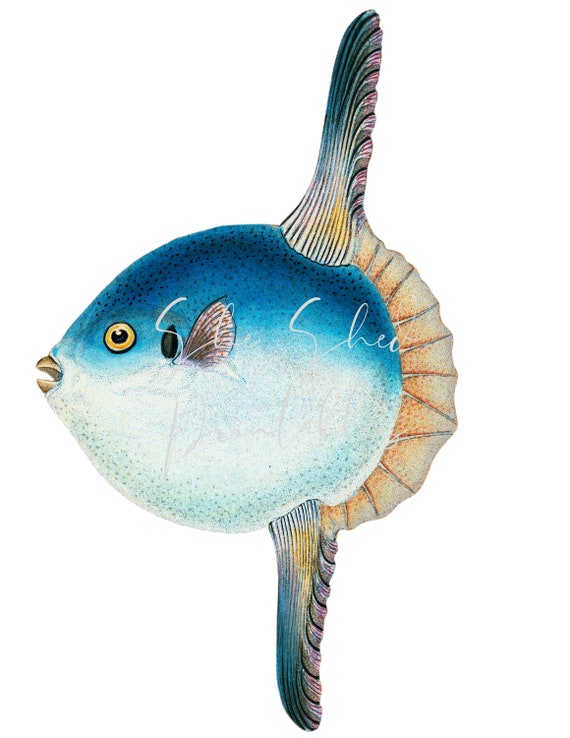 LumpFish Digital Download Vintage DIY Crafts Clipart | Etsy