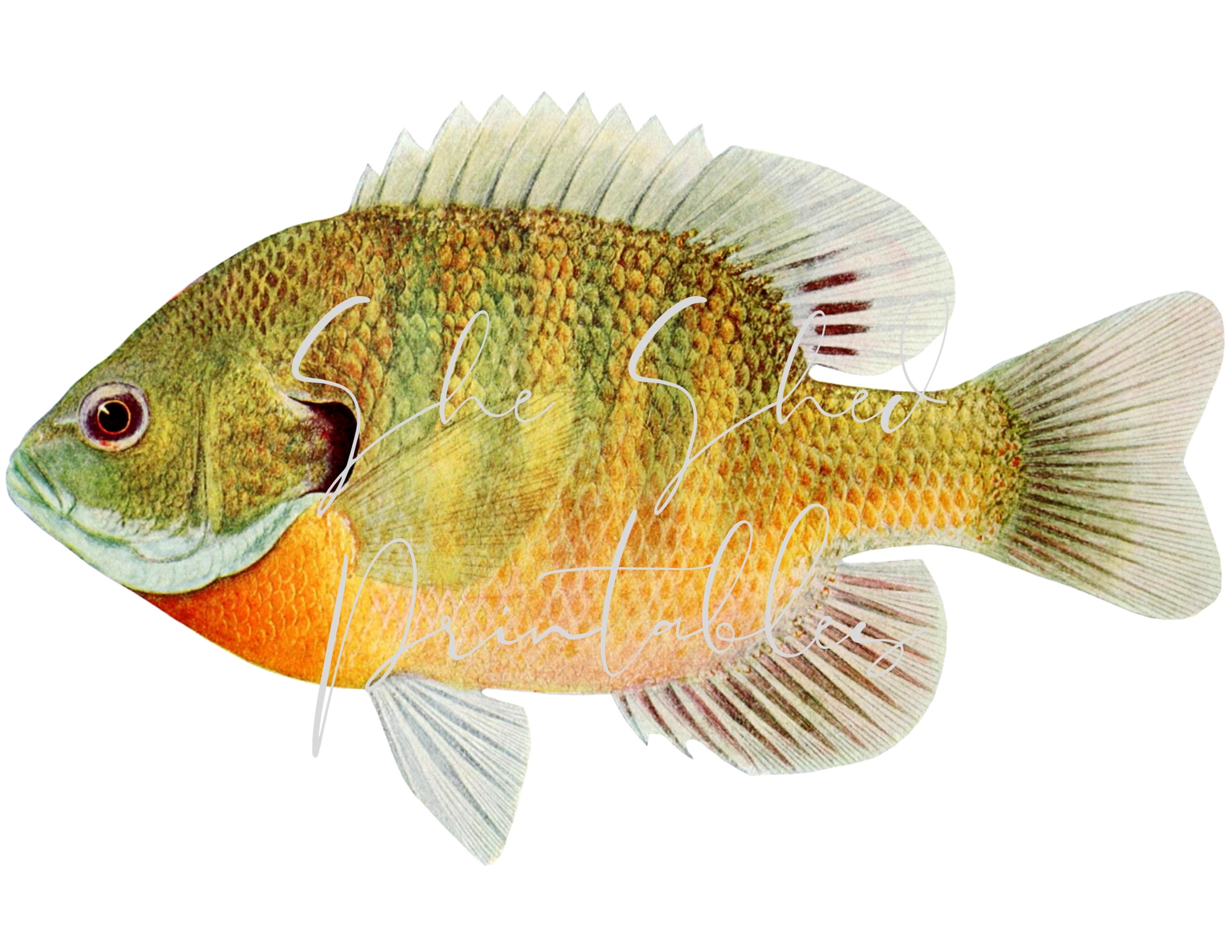 Perch Fish Illustration Digital Download, Vintage, DIY Crafts, Clipart ...