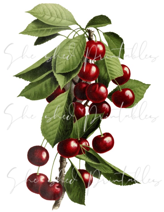 Cherries Digital Download Vintage Clipart DIY Crafts Fruit | Etsy