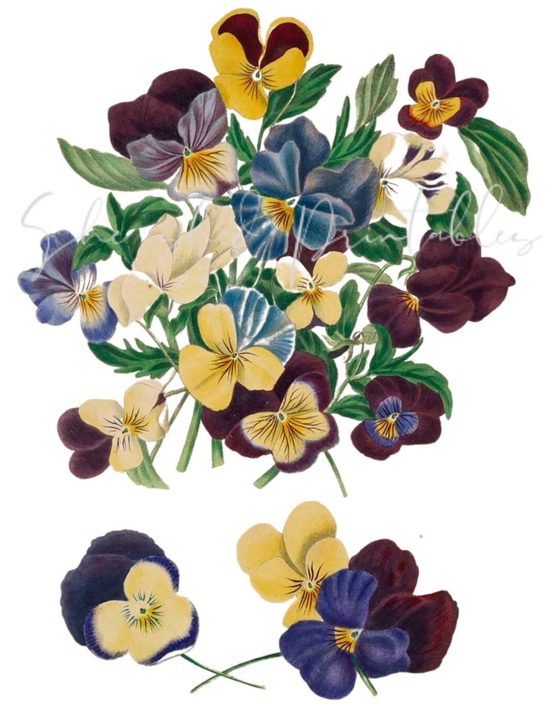 Wild Pansy Flowers Illustration Digital Download, Vintage, DIY Crafts ...