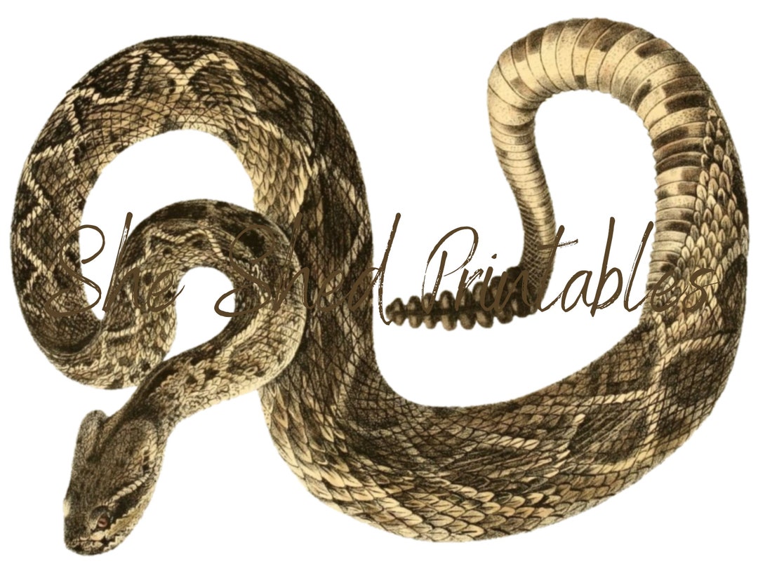 Rattlesnake Illustration Digital Download, Vintage, DIY Crafts, Clipart ...