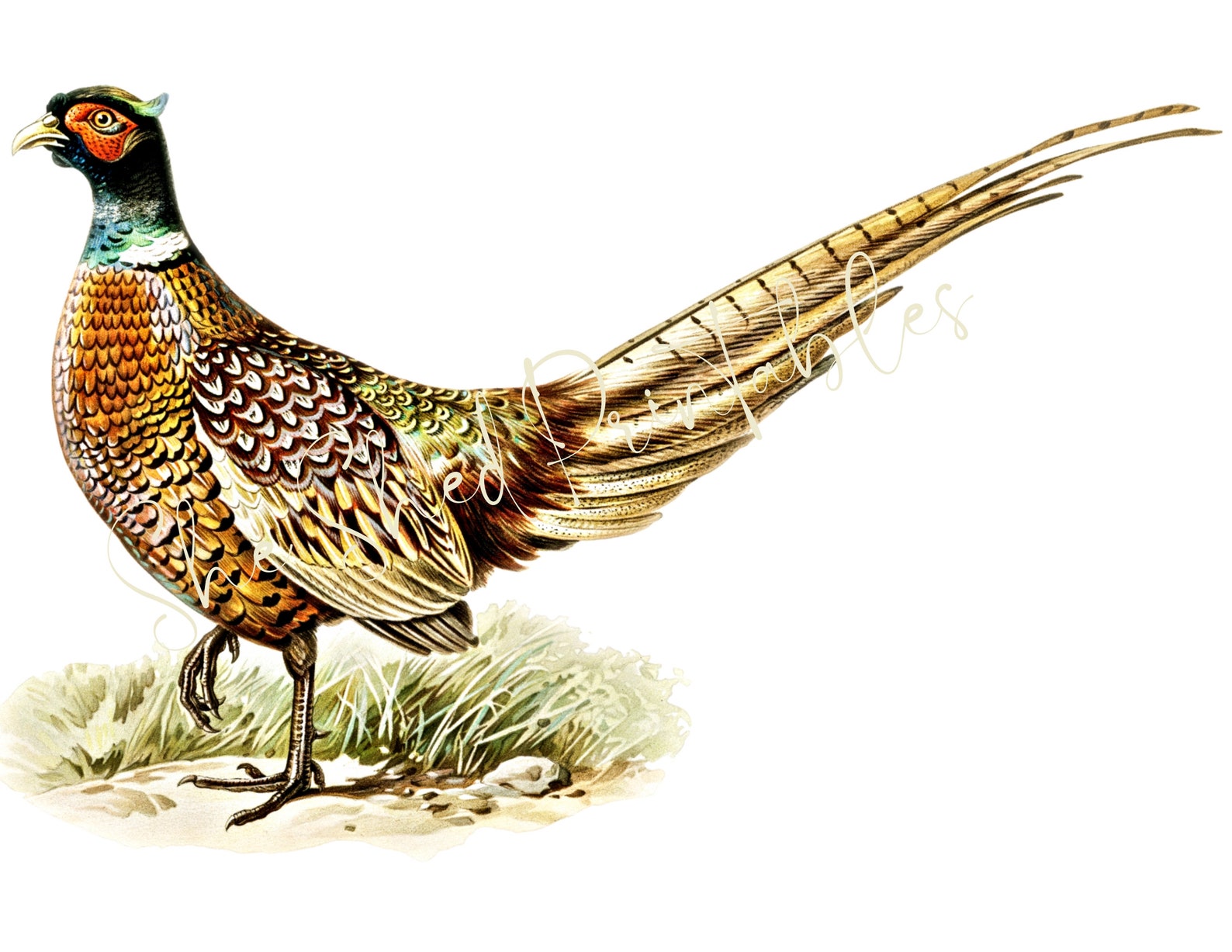 1800's Common Pheasant Illustration, Digital Download, Vintage, DIY ...