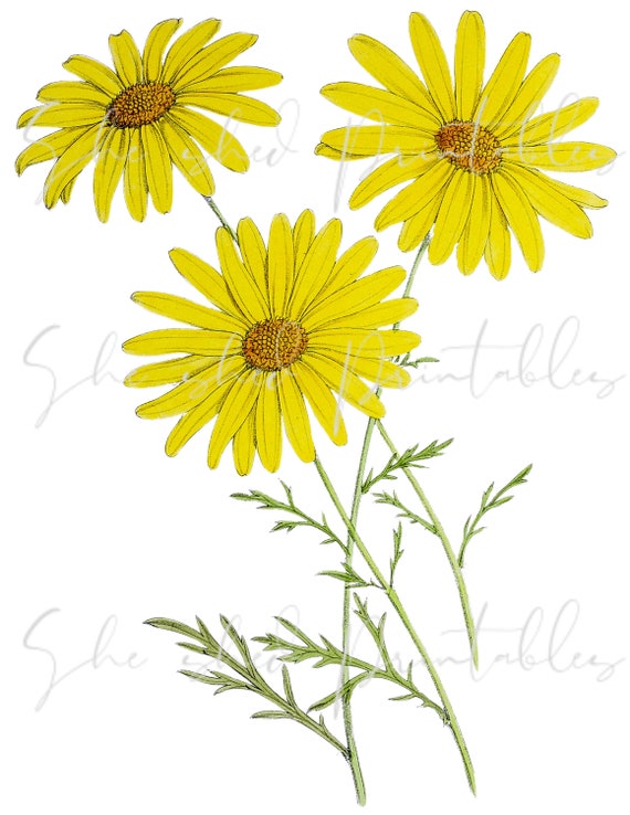 Hand Drawn Daisy Digital Download Vintage DIY Crafts - Etsy