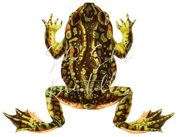 Frog Toad Amphibian Digital Download Image Instant Download | Etsy