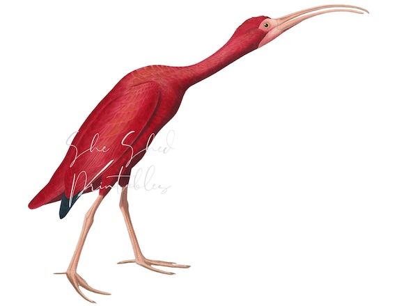 Scarlet Ibis Instant Digital Download Vintage DIY Crafts | Etsy