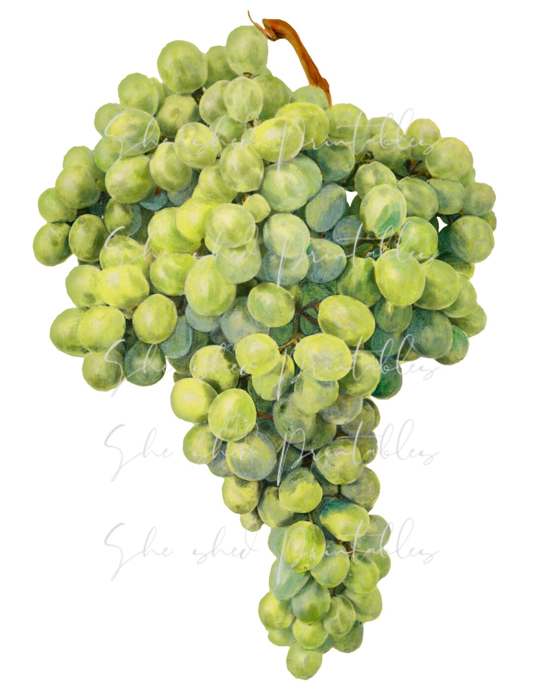 Green Grapes Digital Download, Image, Vintage, Clipart, DIY Crafts ...