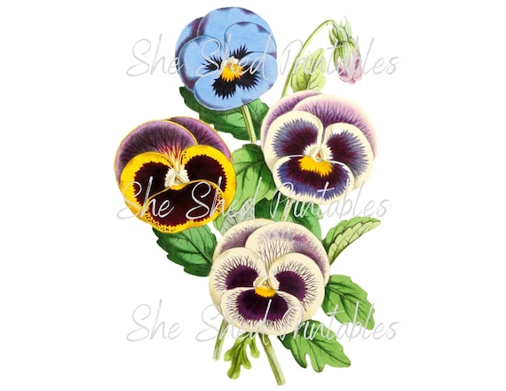 Wild Pansy Flower Watercolor Illustration Digital Download - Etsy