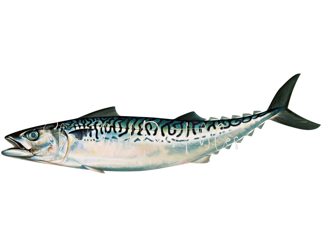Mackerel Digital Download, Vintage, Fish Clipart, DIY Crafts, JPG, PNG ...