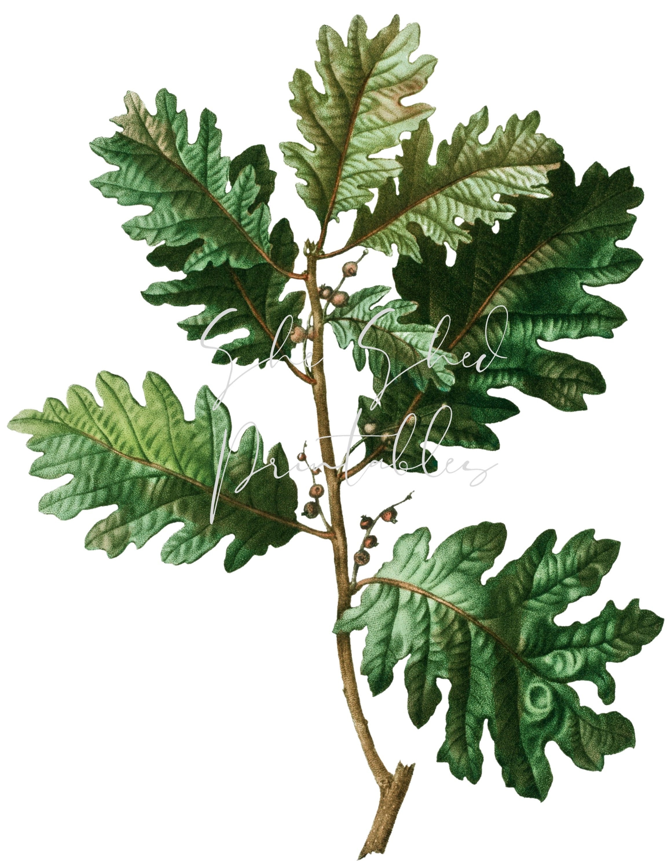 Vintage Botanical Print Illustration Green Leaves Clipart English Oak ...