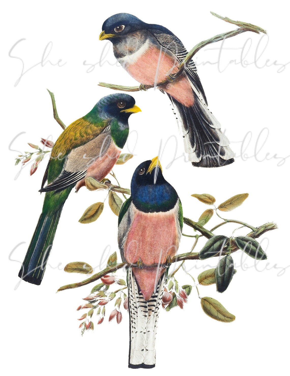 1800's Pretty Birds Digital Download, Vintage, DIY Crafts, Clipart ...