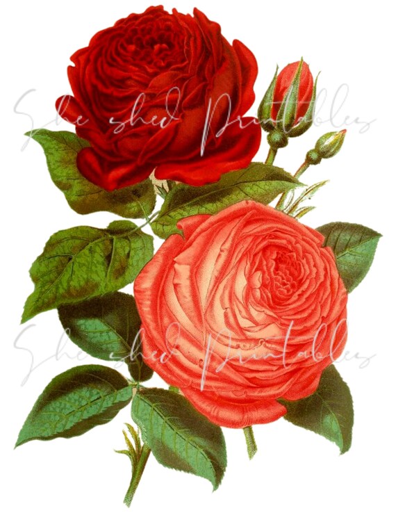 Rose Flowers Digital Download Image Printable Clipart DIY | Etsy