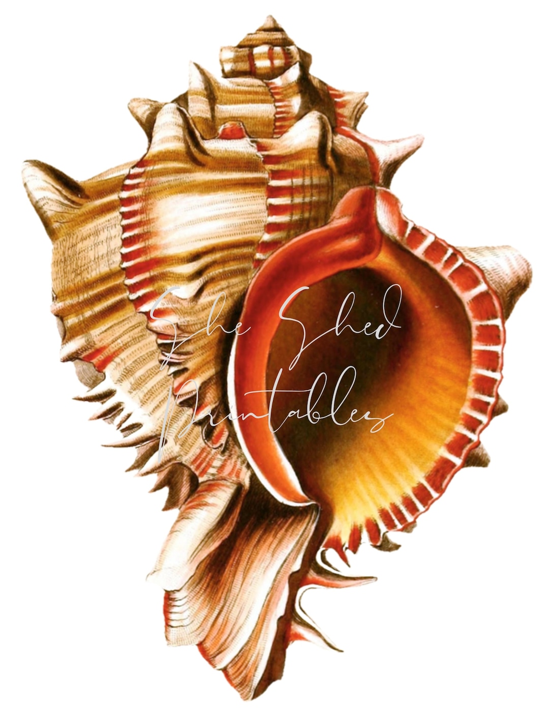 Sea Shell Digital Download, Vintage, DIY Crafts, Clipart, Printable ...