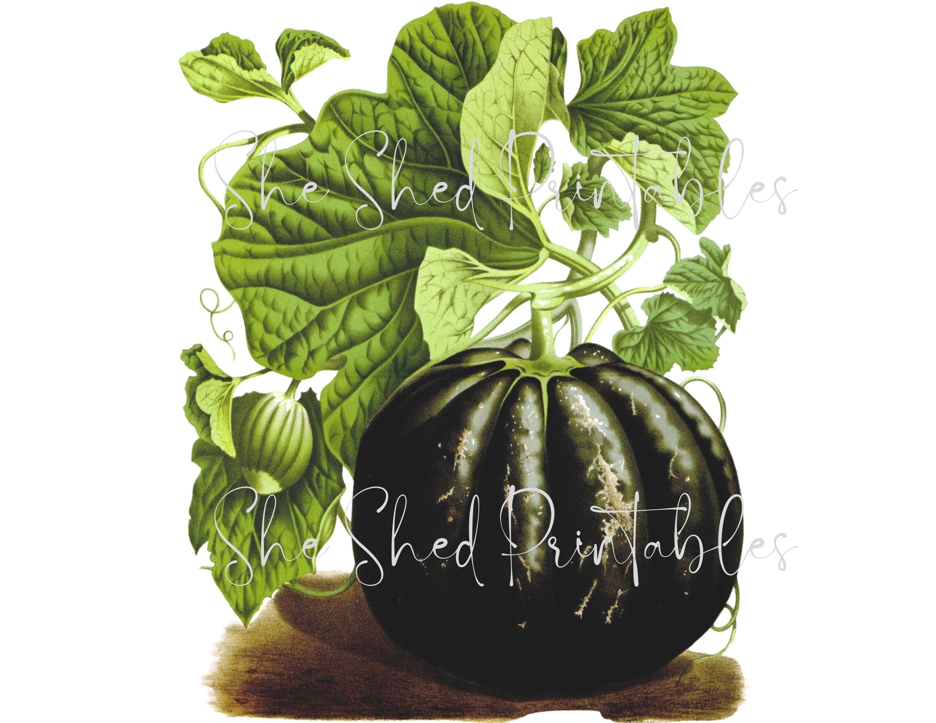 Squash Plant Clipart Images