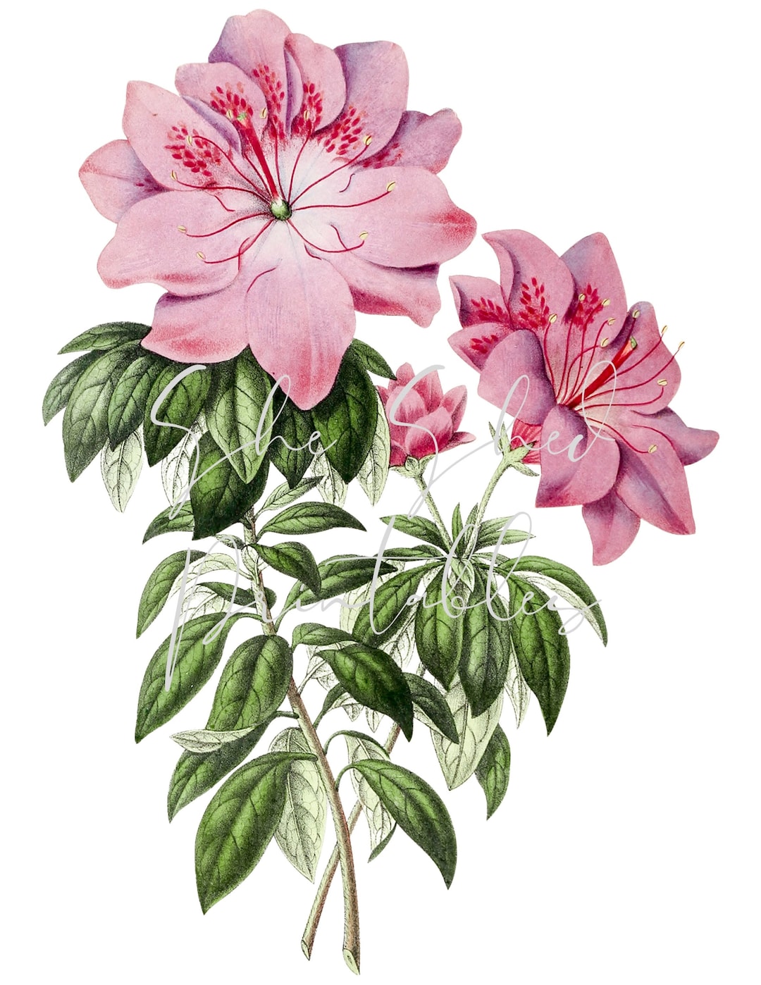 Hand Drawn Pink Azalea Flower Instant Download, Digital Image, Vintage ...