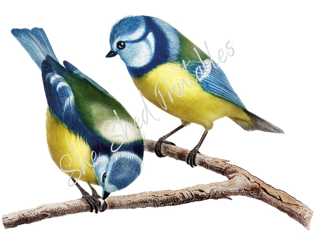 Birds Blue Tit on Branches Clipart, Digital Download, Instant Download ...