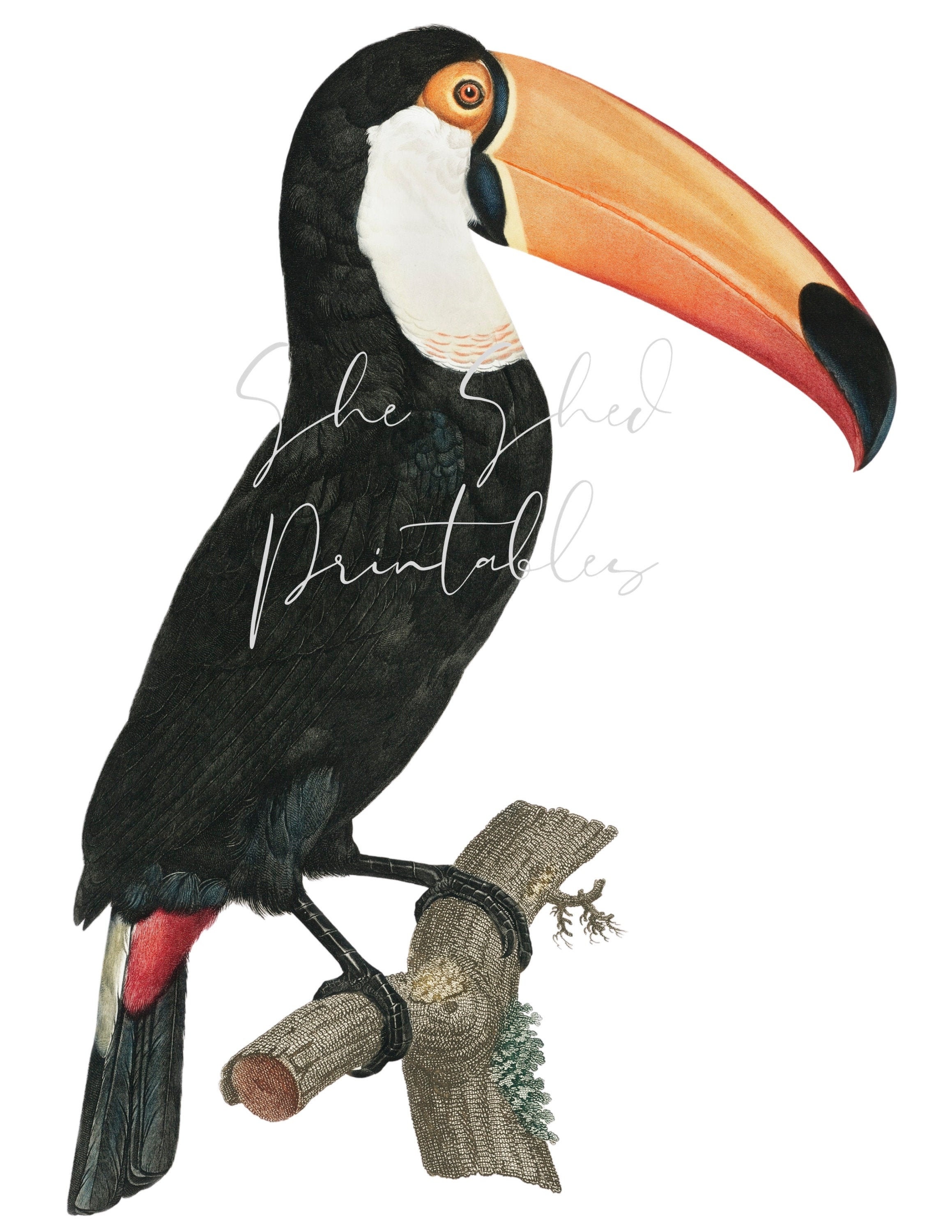 Toco Toucan, Instant Digital Download, Digital Image, Vintage, DIY ...