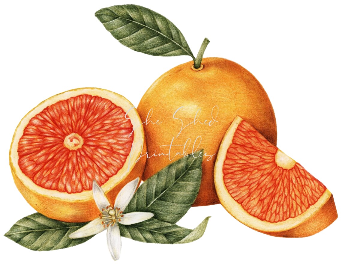 Orange Illustration Digital Download, Image, Vintage, Fruit Clipart ...