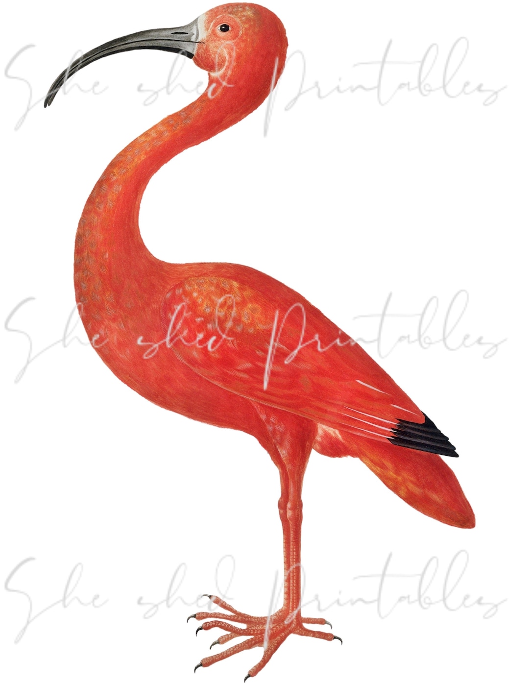 Scarlet Ibis, Instant Digital Download, Vintage, DIY Crafts, Clipart ...
