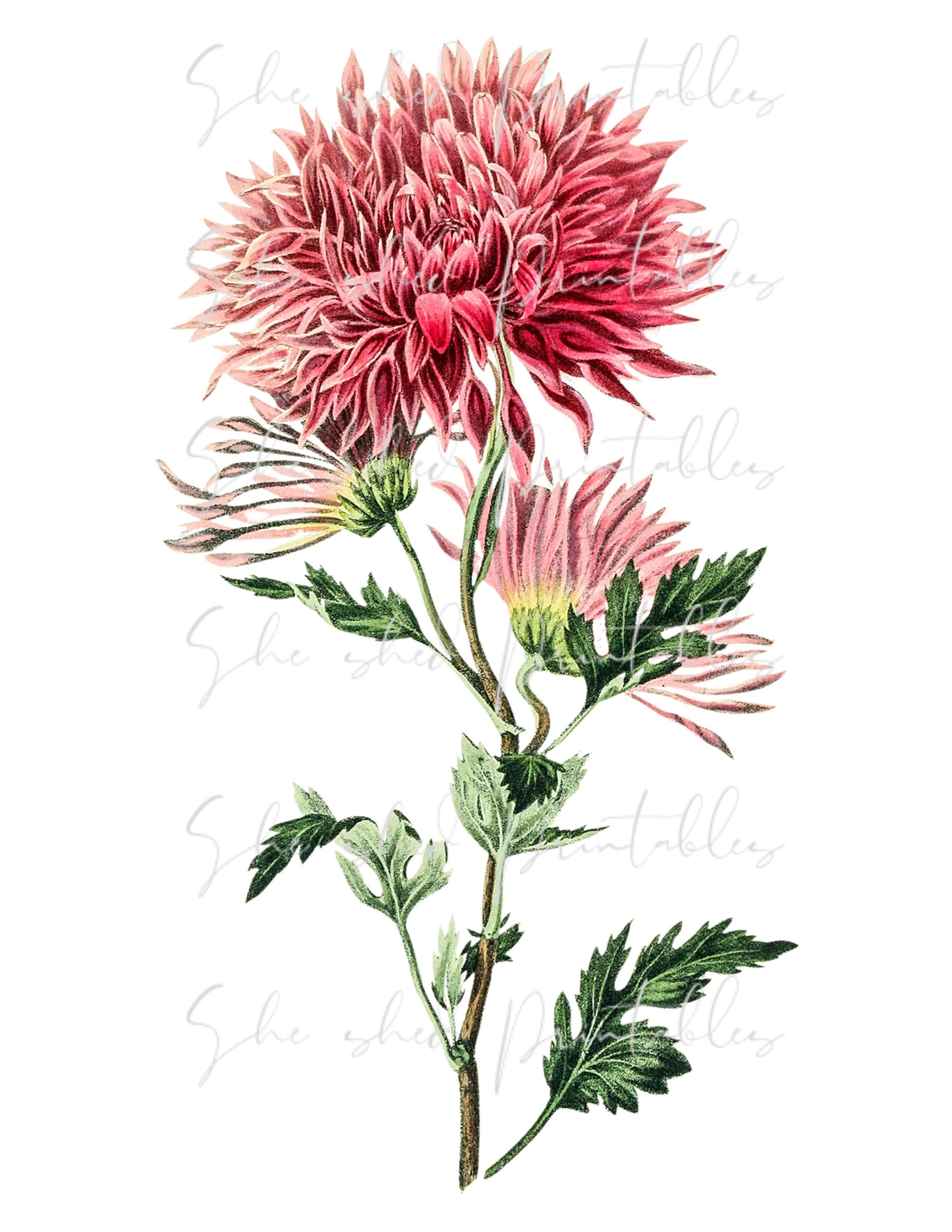 Imagen digital del crisantemo rosa descargable imprimible - Etsy España