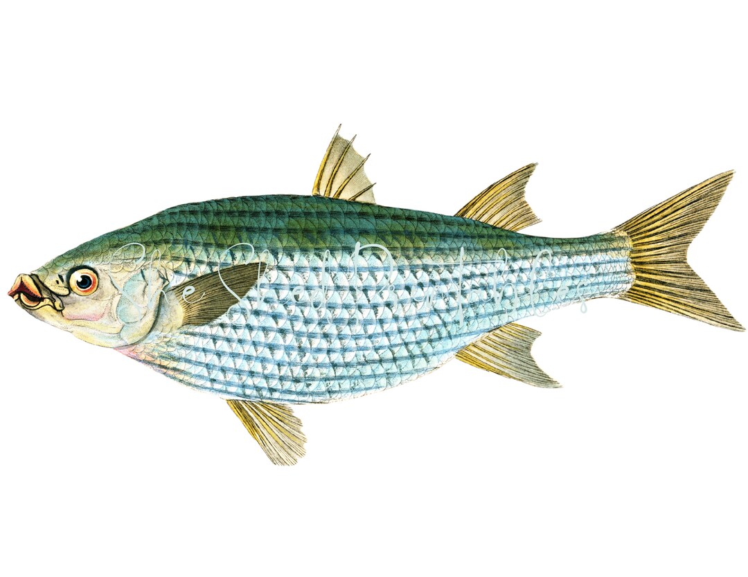 Mullet Fish Digital Image, Vintage, DIY Crafts, Fish Clipart, Printable ...