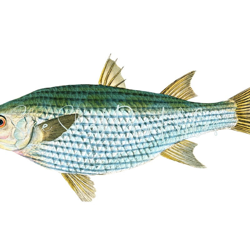 Mullet Art Print - Etsy