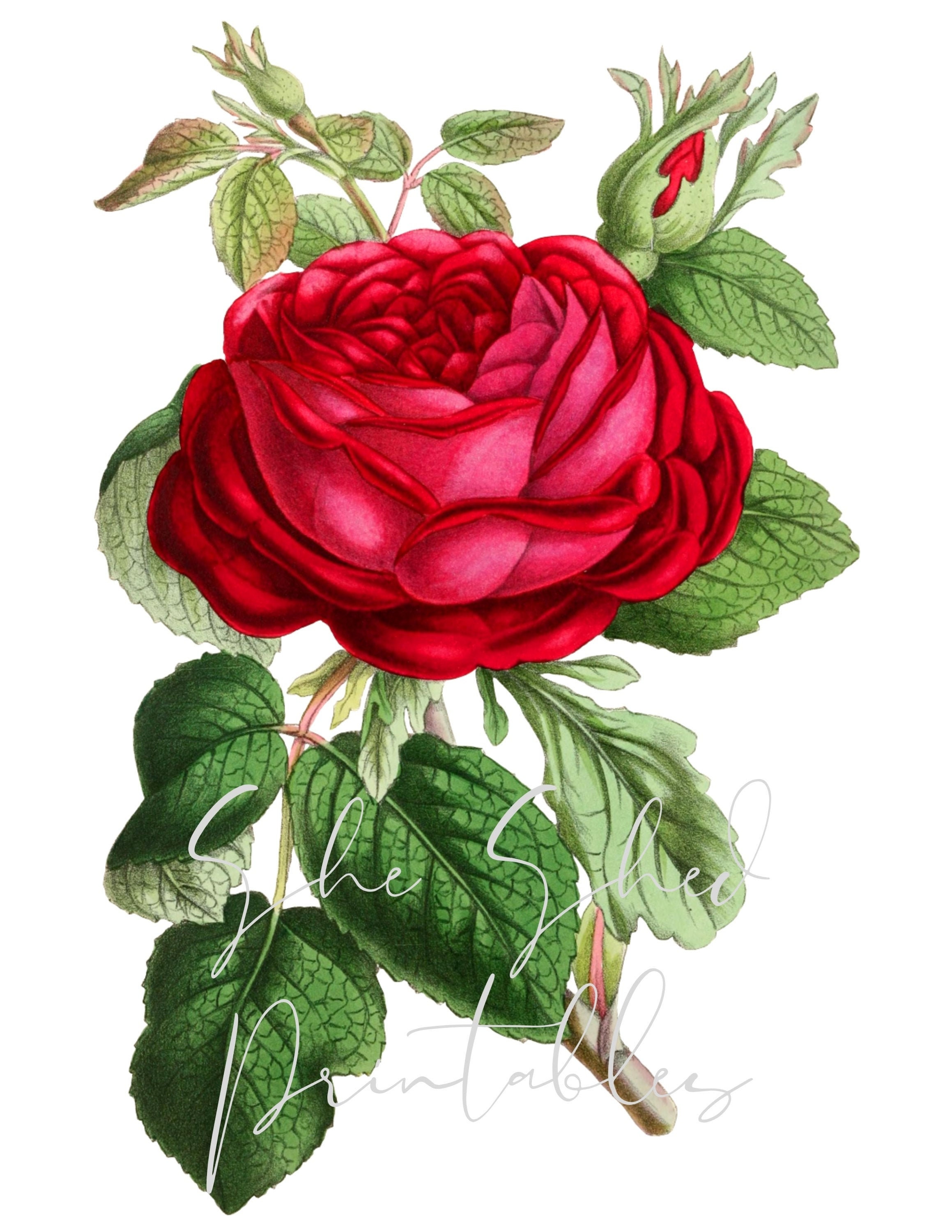 Vintage Red Rose Clip Art