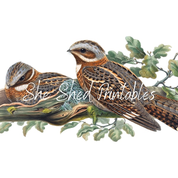 Nightjar - Etsy