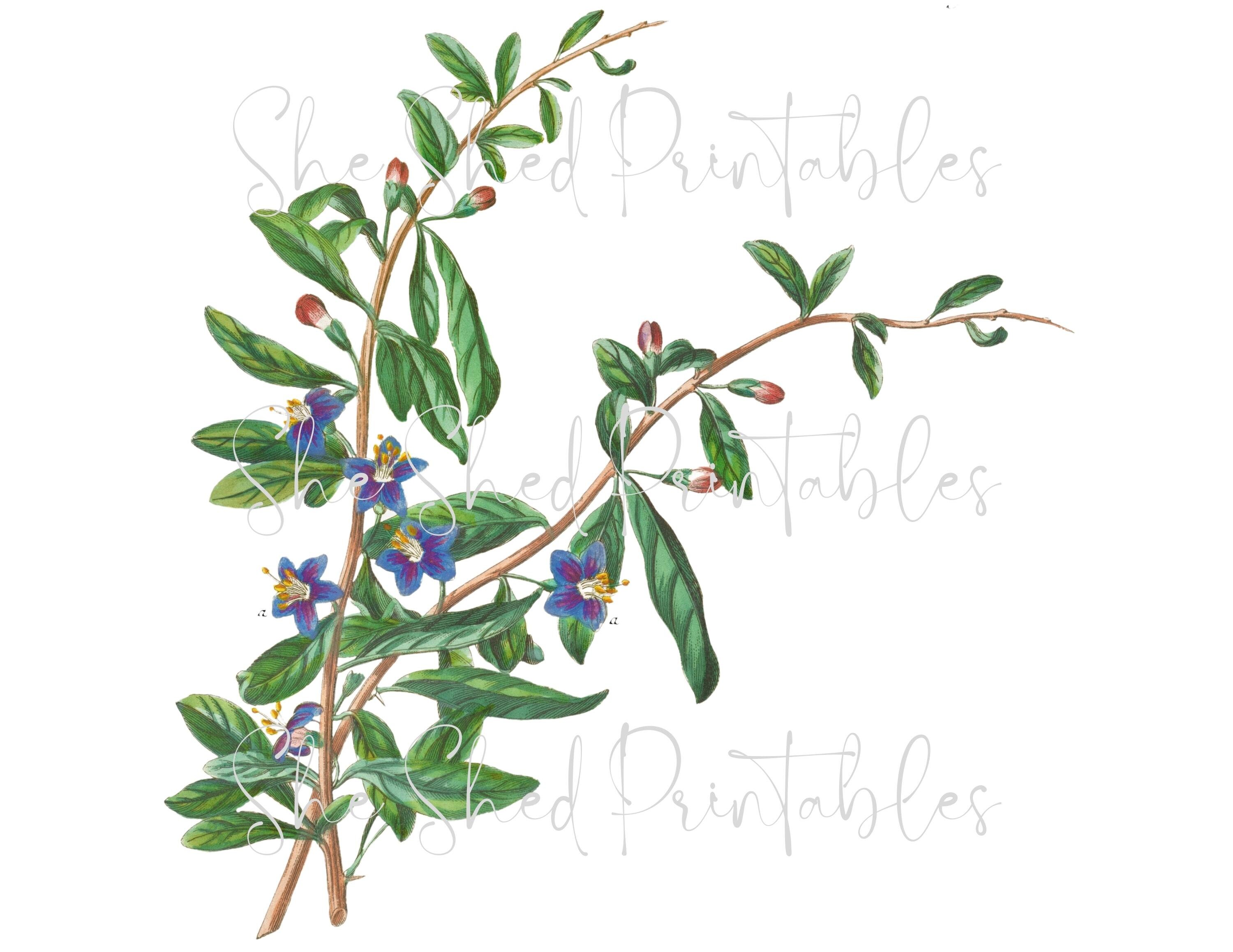 Lycium or Box Thorn Digital Download, Vintage, DIY Crafts, Flower ...