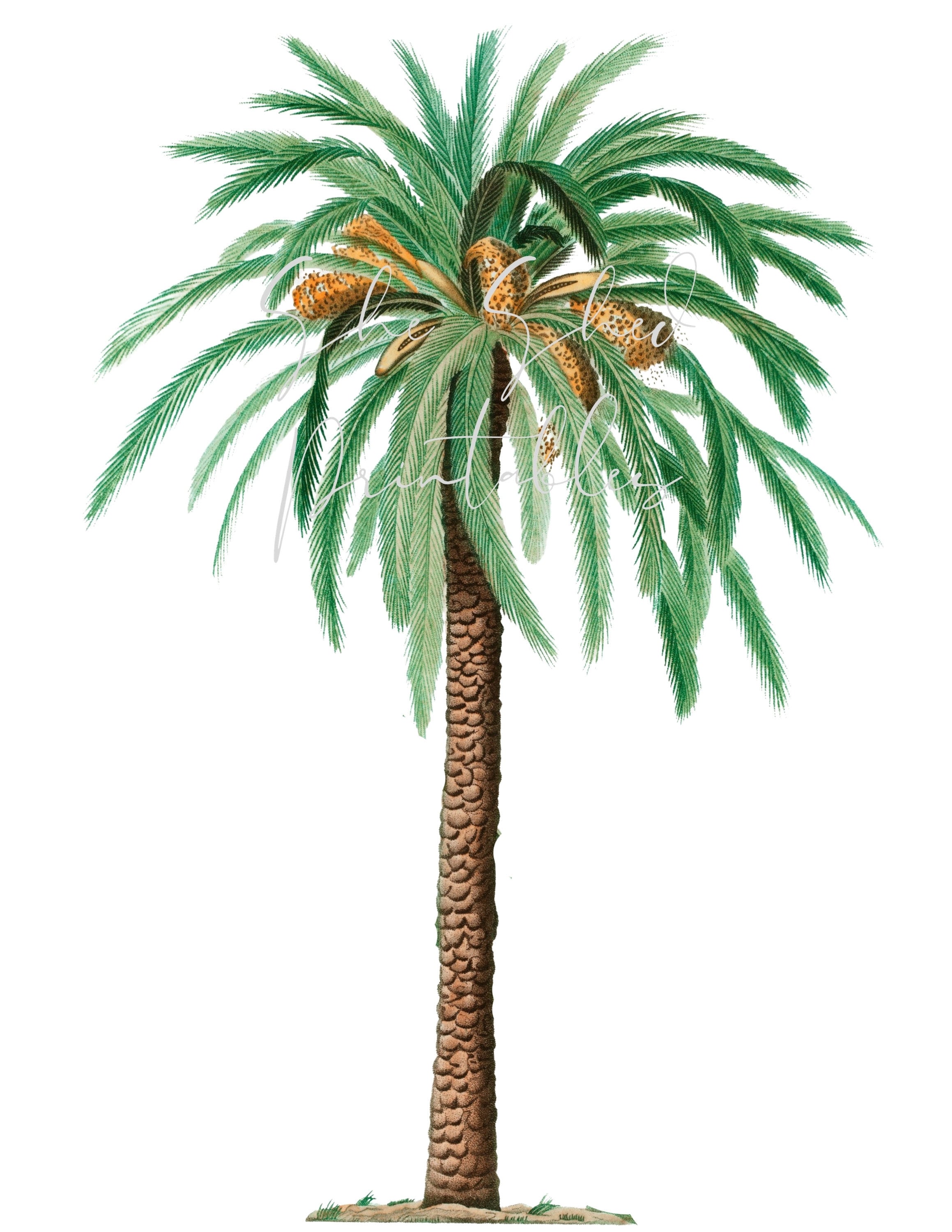 Date Palm Tree Clip Art