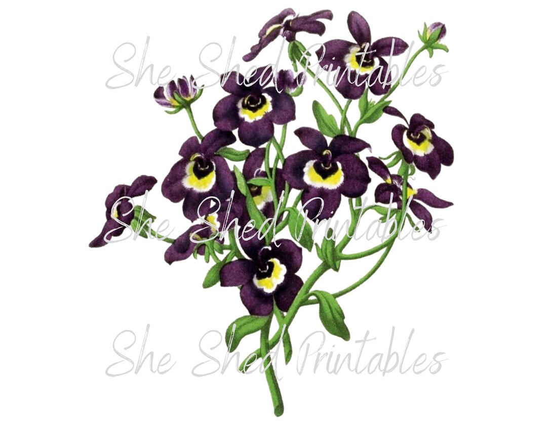 Violets Digital Download, Digital Image, Vintage, Printable, Clipart ...