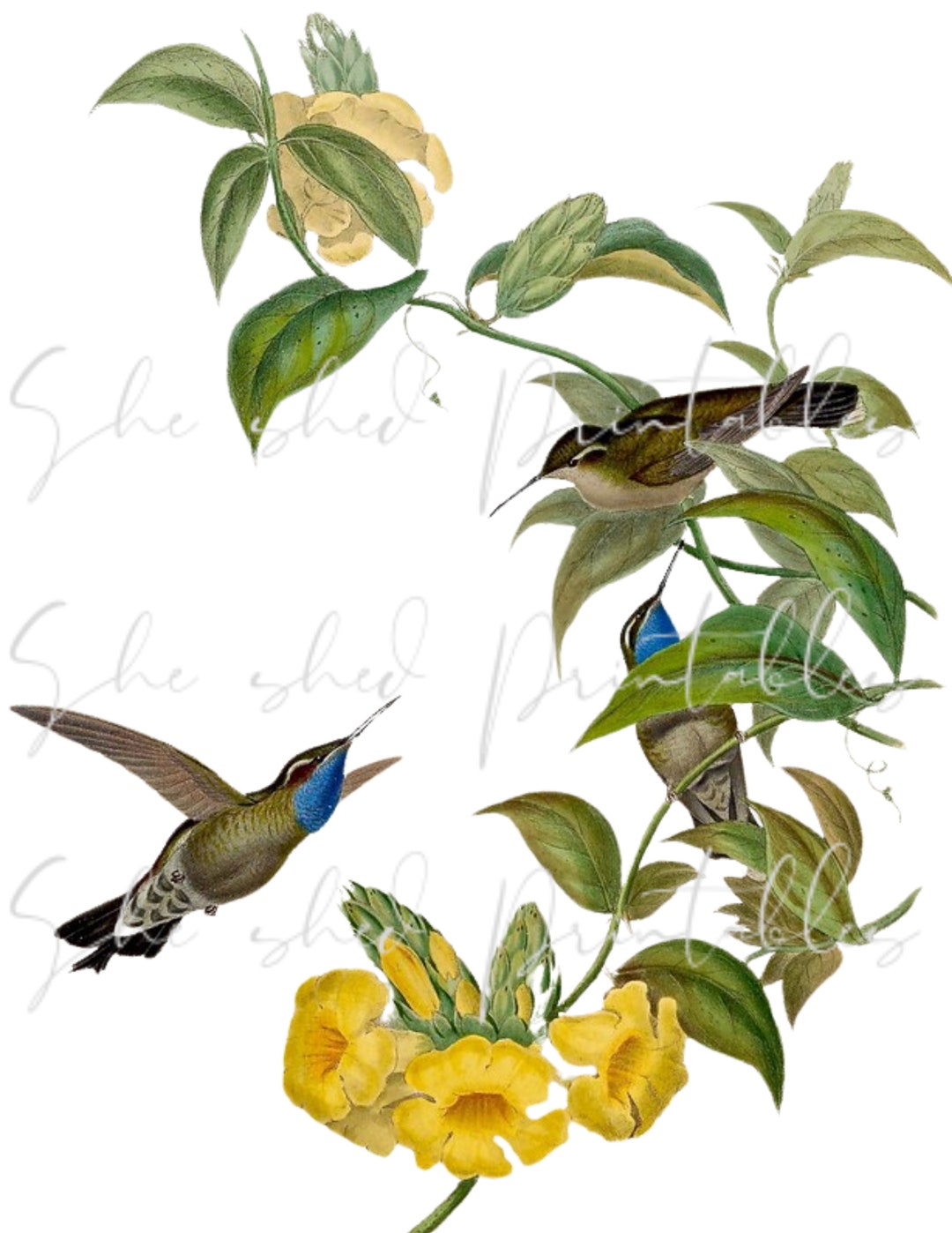 Hummingbirds on Trumpet Vine, Digital Download, Vintage Illustration ...
