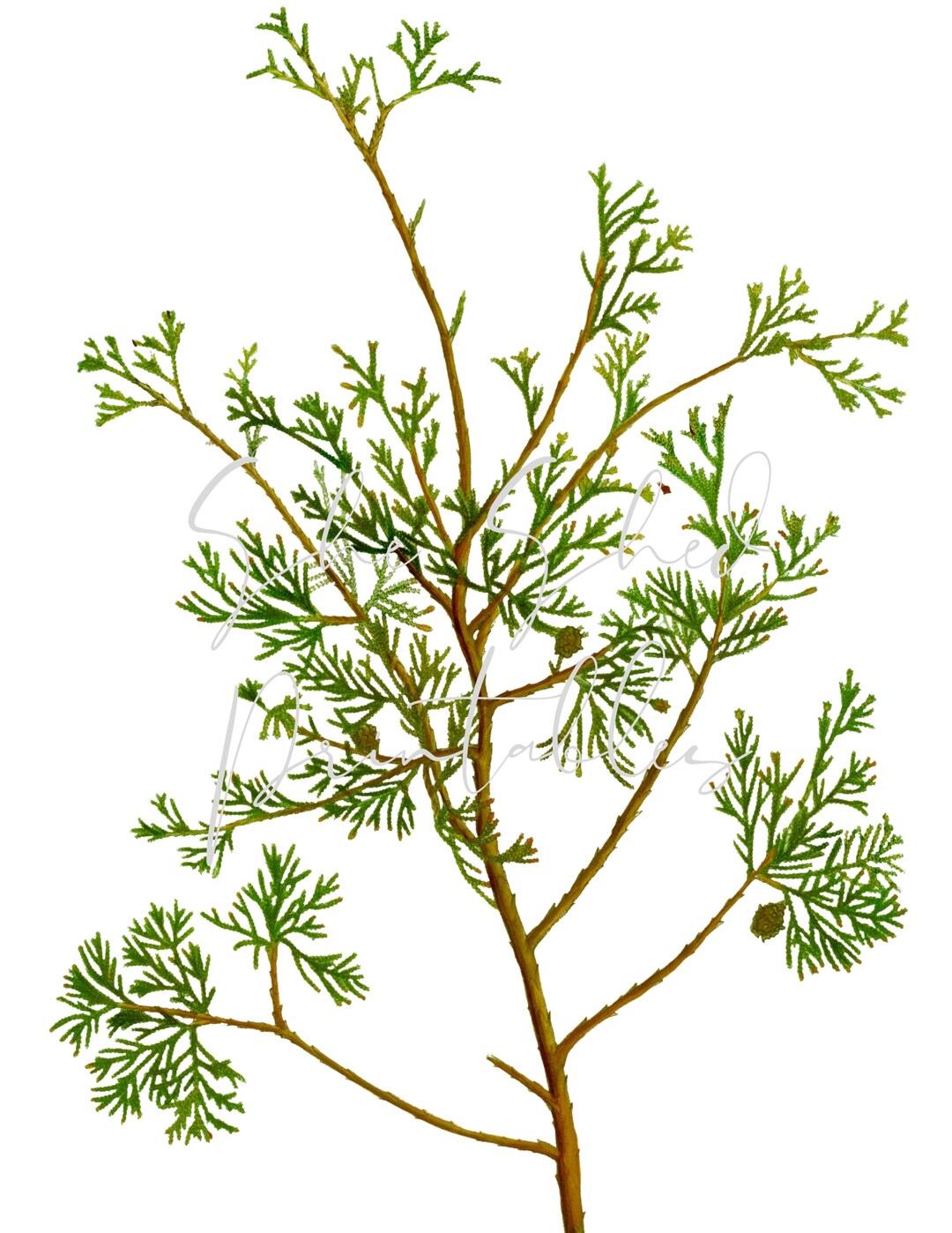 Atlantic White Cypress Digital Download, Image, Vintage Clipart DIY ...