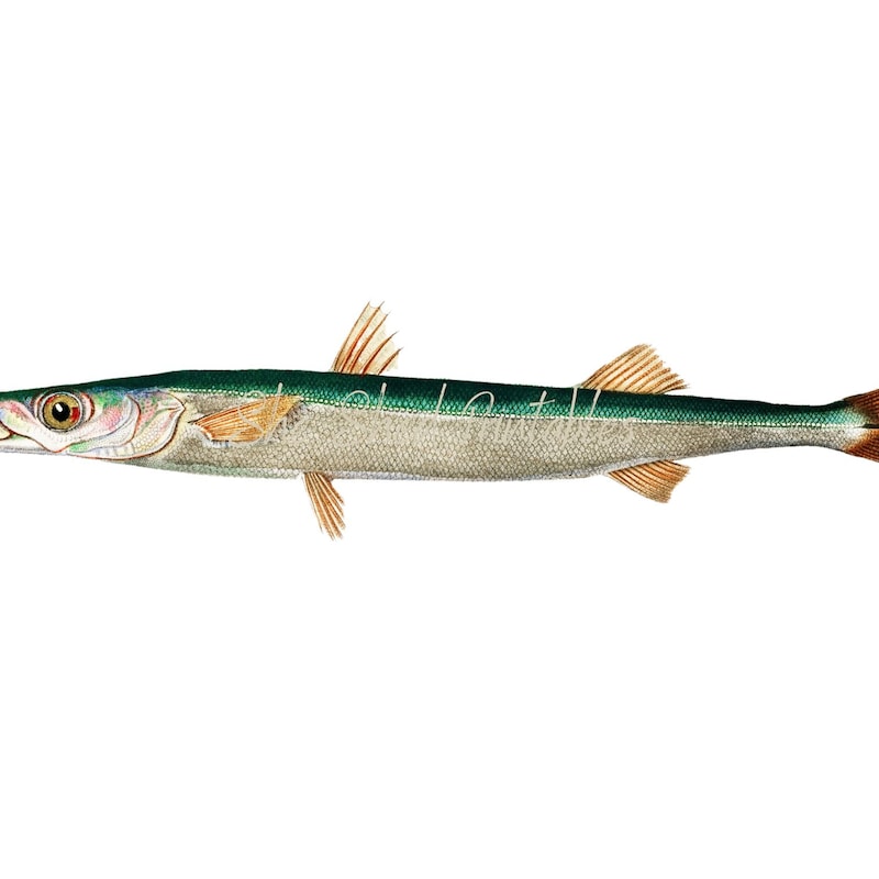 Vintage Barracuda Fish - Etsy